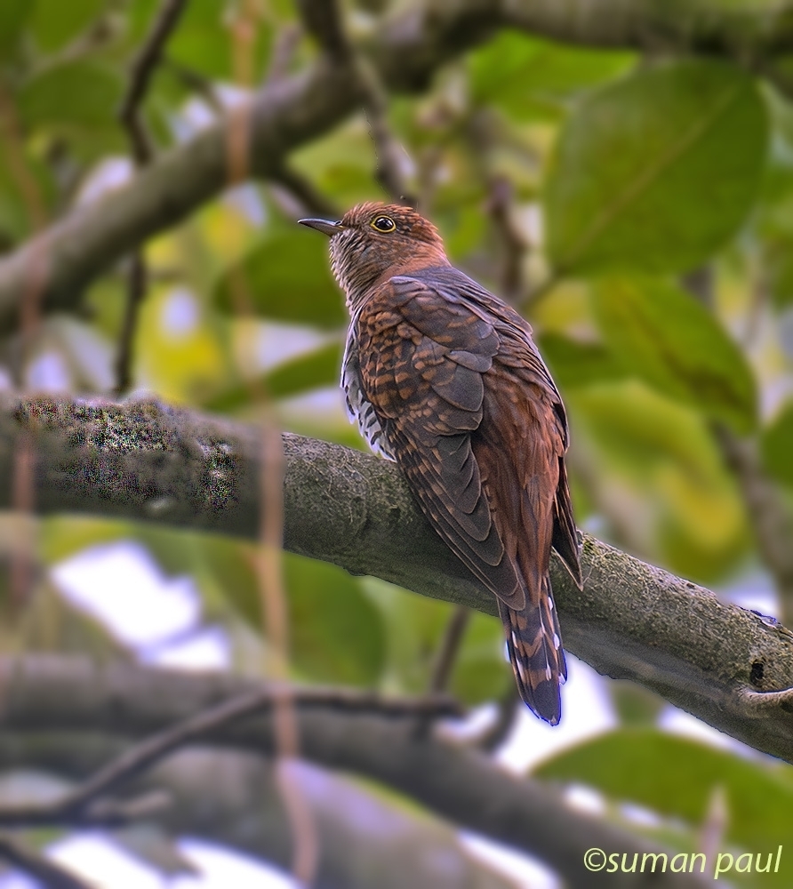 Lesser Cuckoo from G967+VF4 Lake garden, Dhakuria, Rabindra Sarobar ...