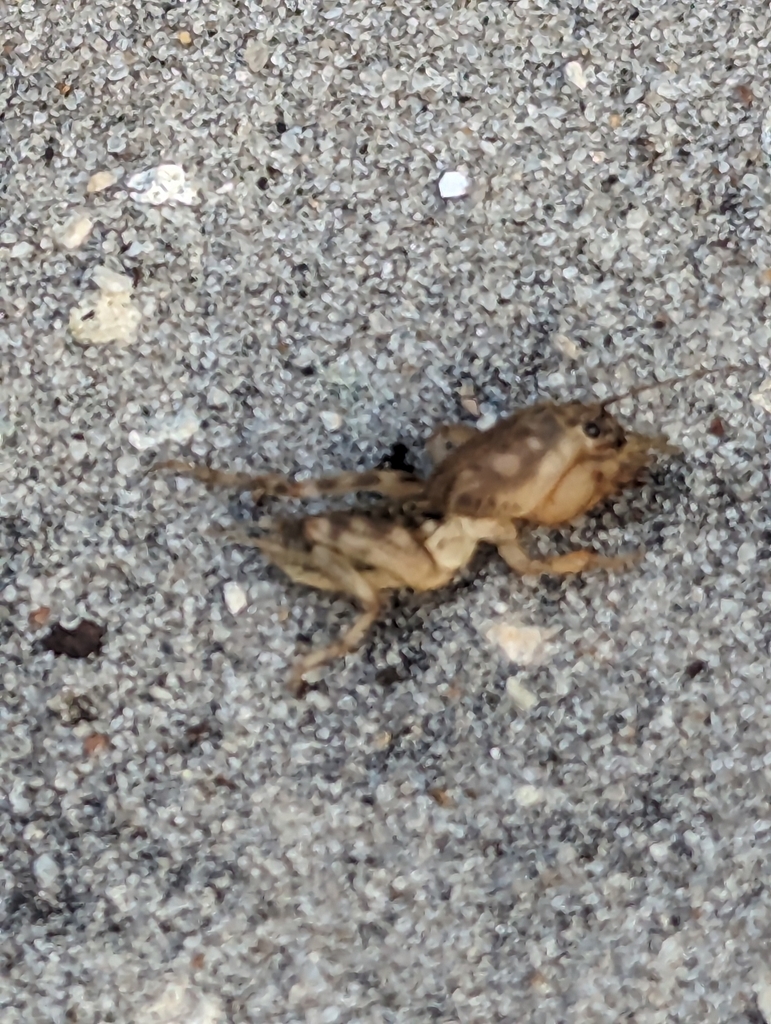 Lesser Short-winged Mole Cricket from Deerfield Beach on November 6 ...