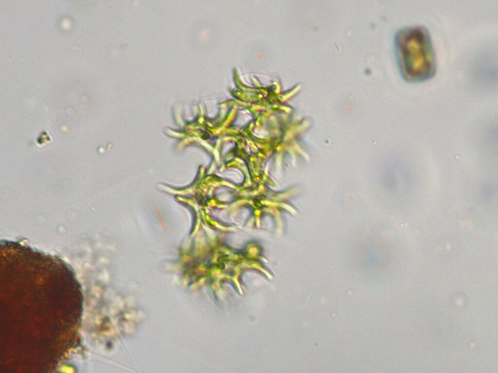 Selenastrum bibraianum from 379 01 Třeboň, Czechia on November 1, 2023 ...