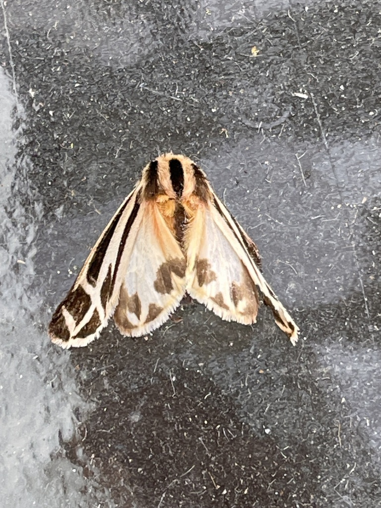 Harnessed Tiger Moth from Moorhill Dr, Evendale, OH, US on November 6 ...