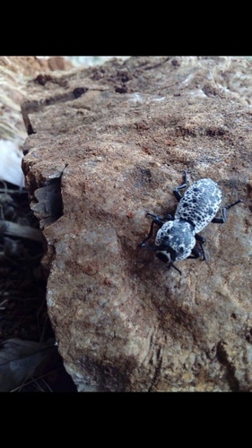 Observations by briseida · iNaturalist