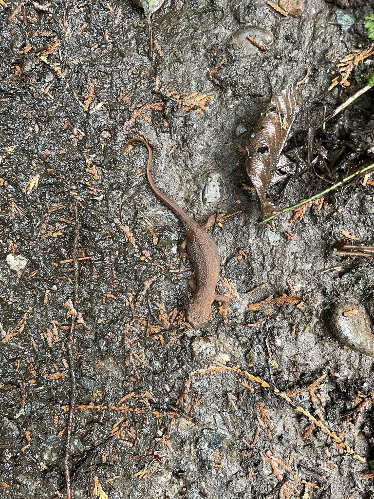 Rough-skinned Newt from Haddon Ln, Anacortes, WA, US on November 6 ...