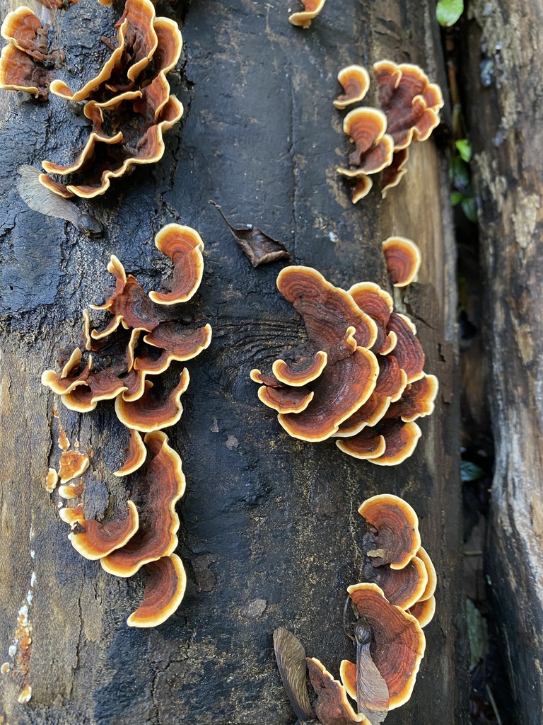 Stereum insignitum from Croydon, South Croydon, England, GB on October ...