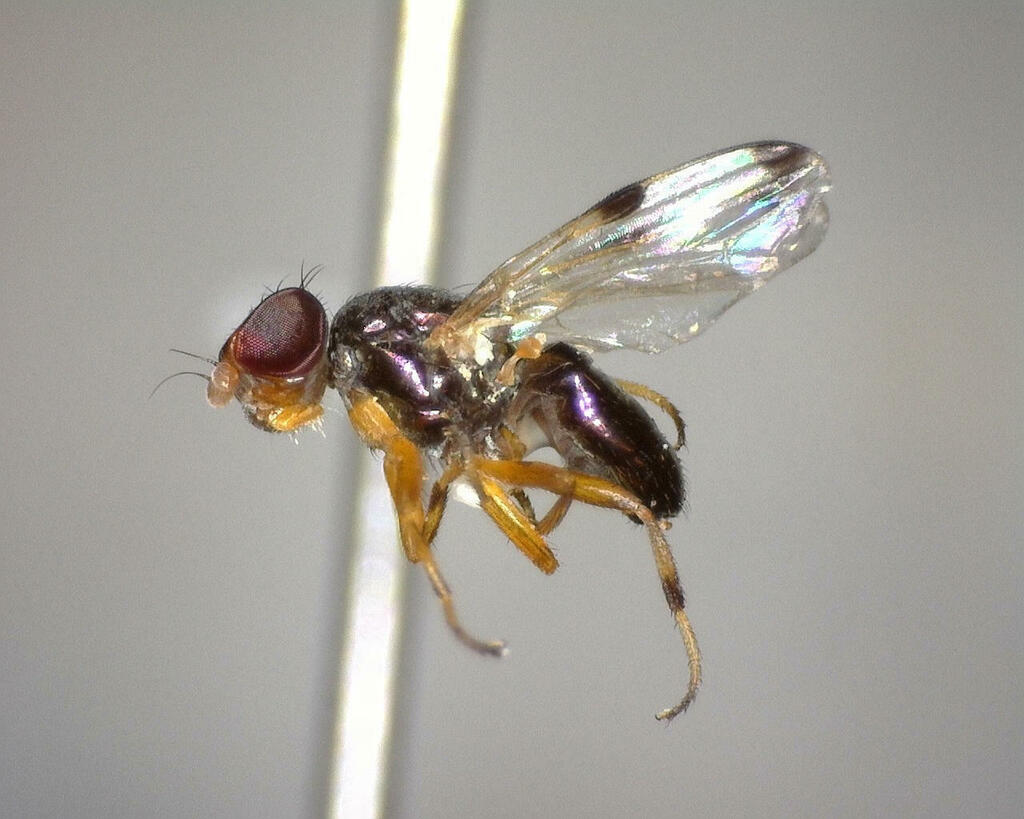 Cornsilk Flies from Kimble County, TX, USA on June 13, 2023 at 03:11 PM ...