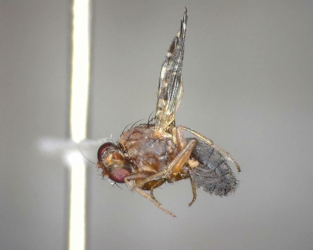 Flies from Kimble County, TX, USA on June 13, 2023 at 03:11 PM by ...
