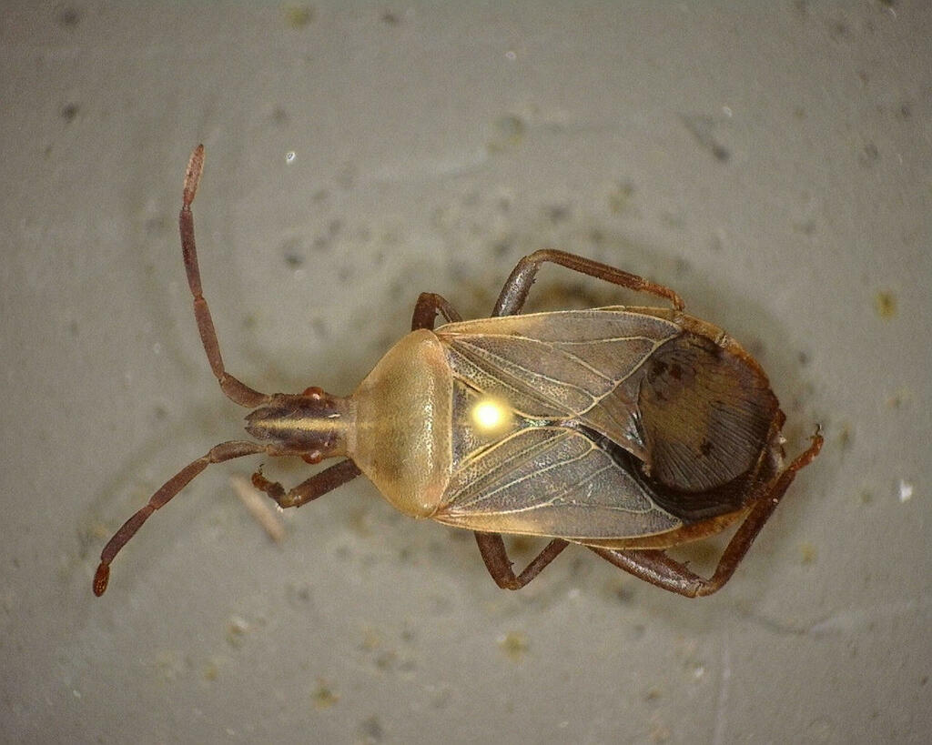 Cactus Coreid Bug from Kimble County, TX, USA on June 13, 2023 at 03:11 ...