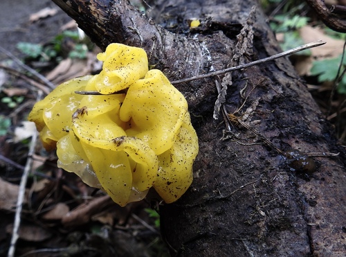 Observations by shaymas_macamus · iNaturalist