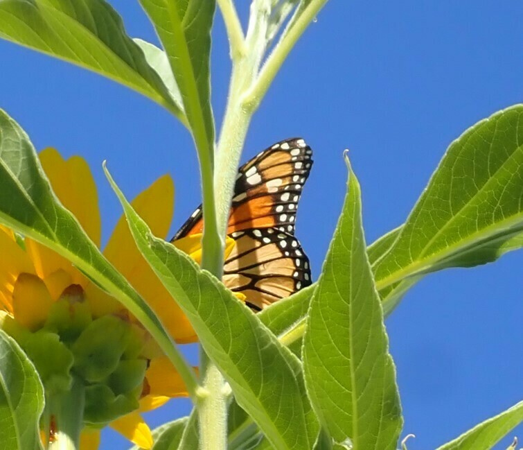 Monarch from 1200 W South Mountain Ave, Phoenix, AZ 85041 on November 5 ...