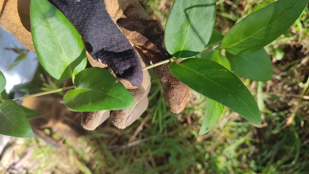 Japanese honeysuckle from Pymble NSW 2073, Australia on November 7 ...