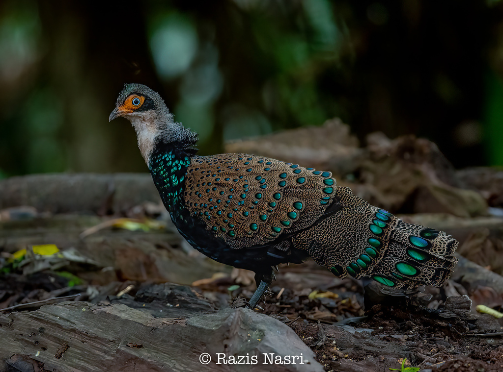 Bornean Peacock-Pheasant in September 2023 by Razis Nasri. Bornean peacock-pheasant ...