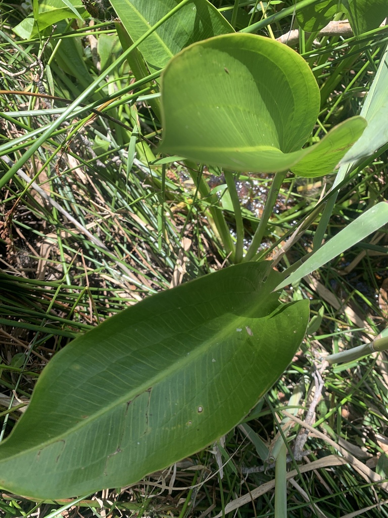 Delta Arrowhead from Oakland Ct, Byron Bay, NSW, AU on October 30, 2023 ...