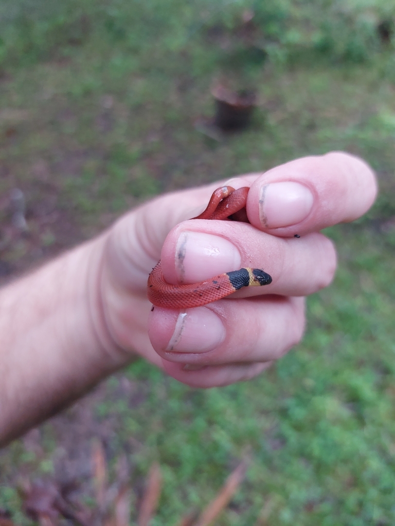 Red Coffee Snake from Belize, BZ on November 6, 2023 at 03:58 PM by ...