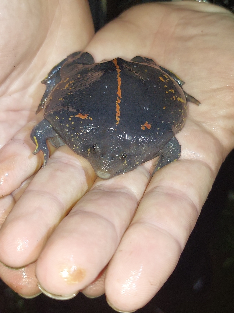 Mexican Burrowing Toad from Belize, BZ on November 6, 2023 at 05:34 PM ...