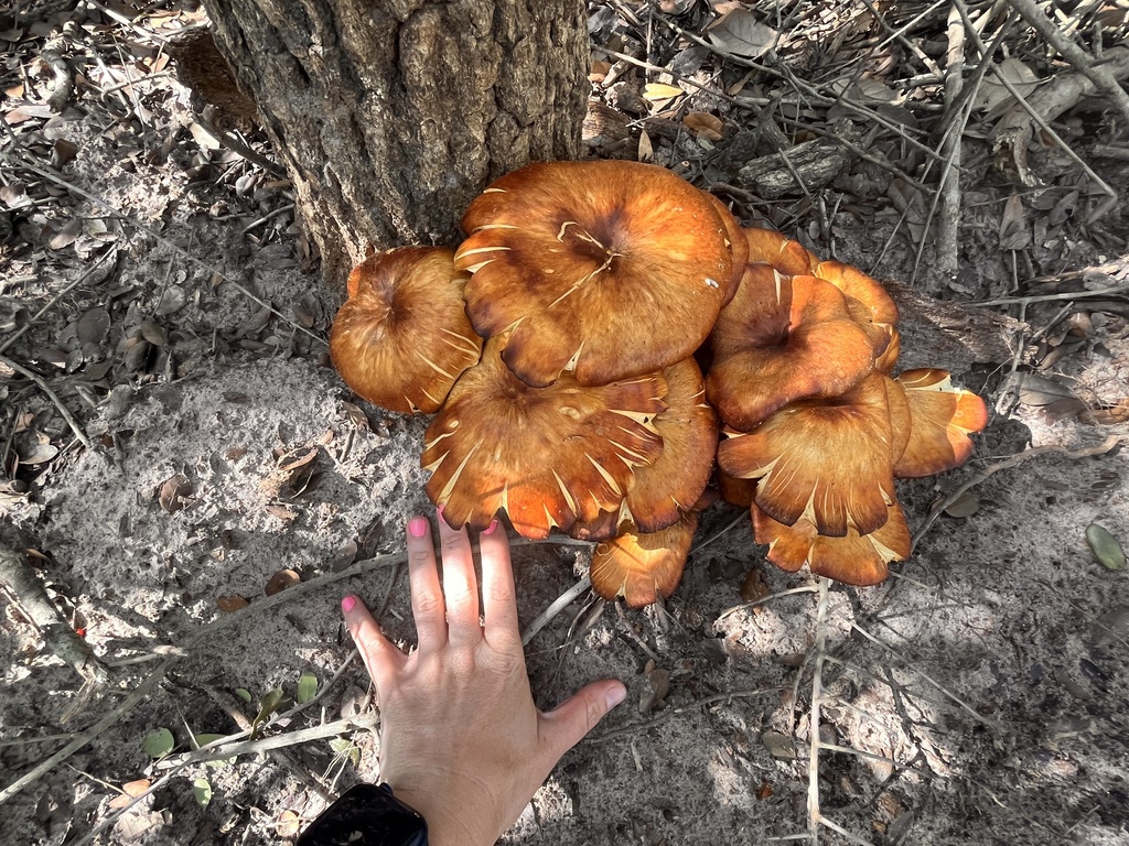 southern jack-o'-lantern in November 2023 by bnm50 · iNaturalist