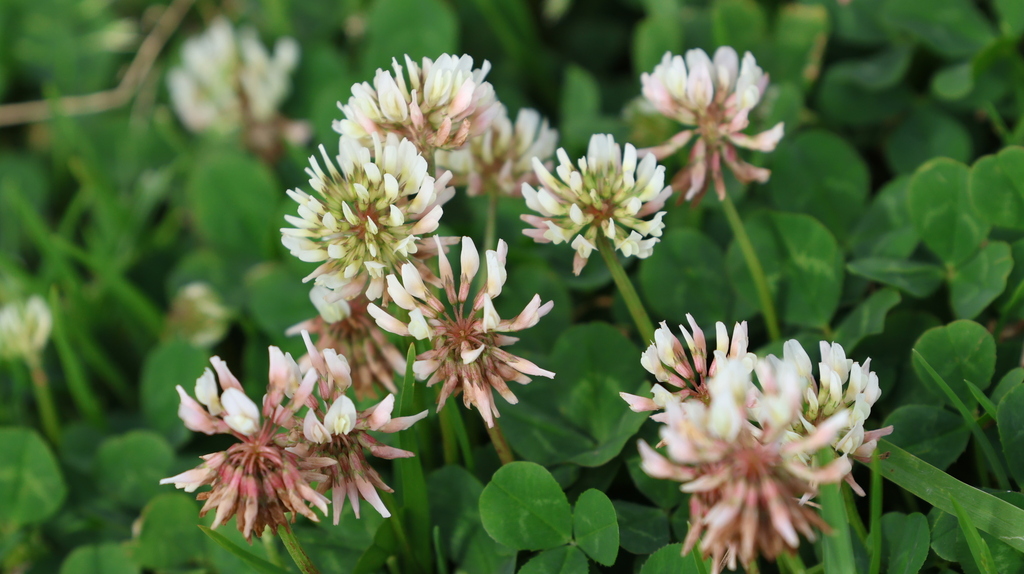 white clover from Whangamatā, New Zealand on October 26, 2023 at 12:54 ...