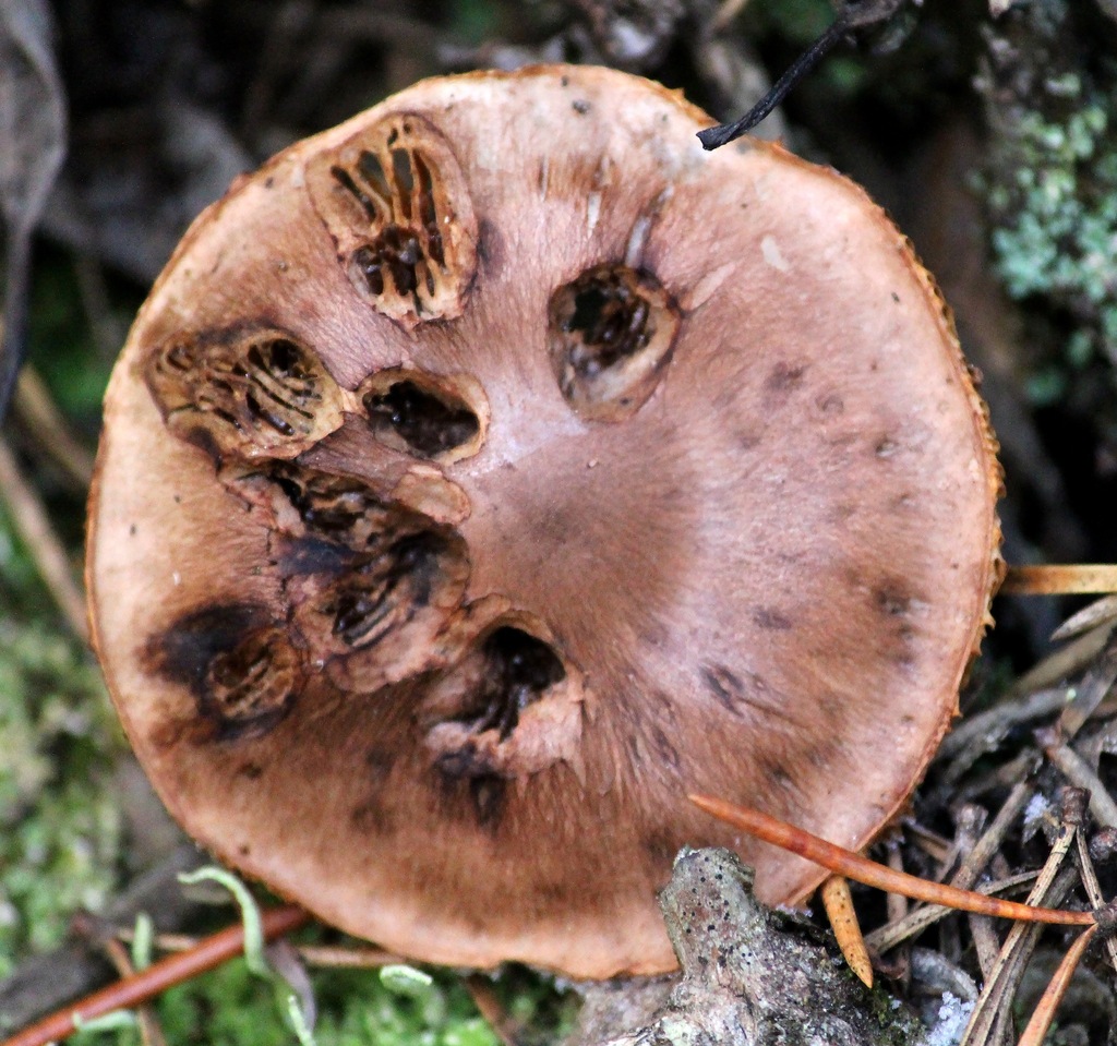 cinnamon webcap from Vassan, Val-d'Or, QC, Canada on November 5, 2023 ...