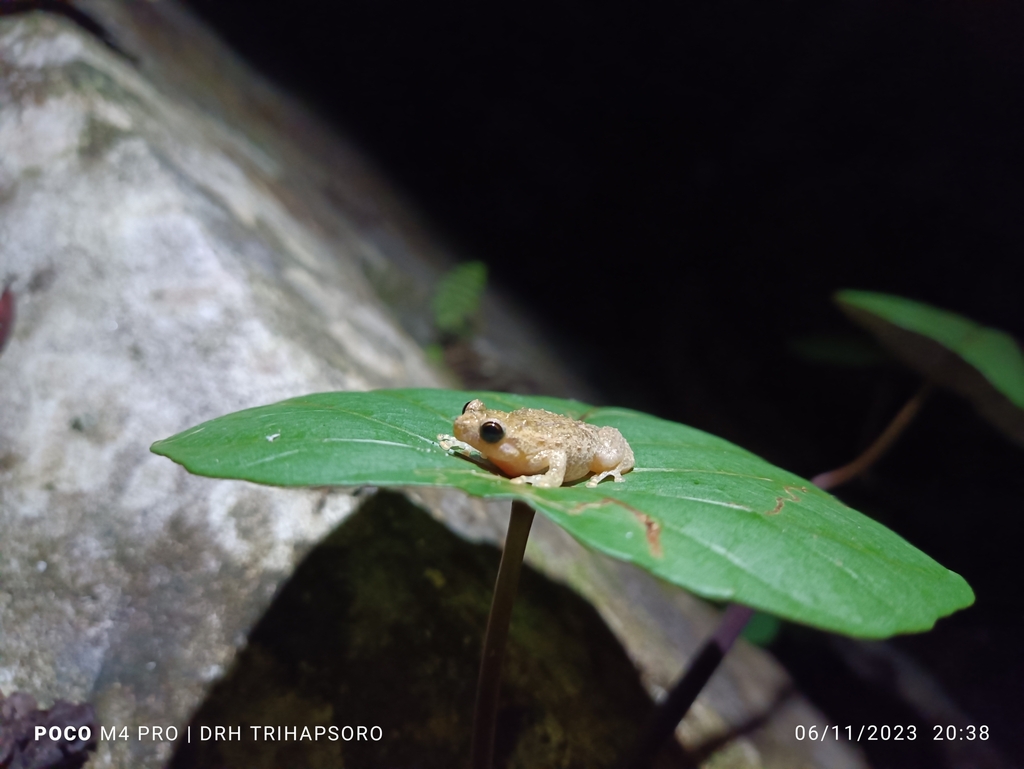 Horst's Cross Frog from Koli, Kec. Oba, Kota Tidore Kepulauan, Maluku ...