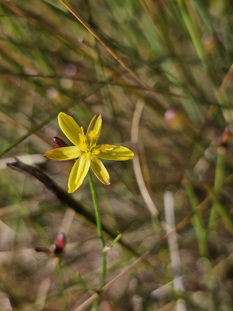 yellow rush-lily from Carrum Downs VIC 3201, Australia on November 7 ...