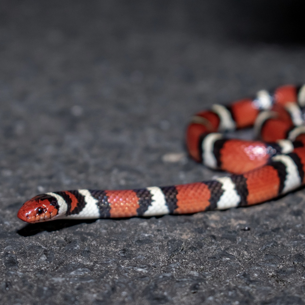 Scarlet Kingsnake in April 2023 by Alex Romer · iNaturalist