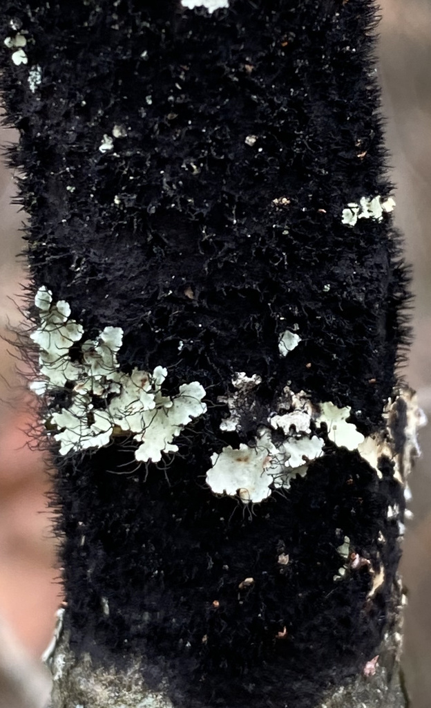 Septobasidium fumigatum from Brendan T. Byrne State Forest, Vincentown ...