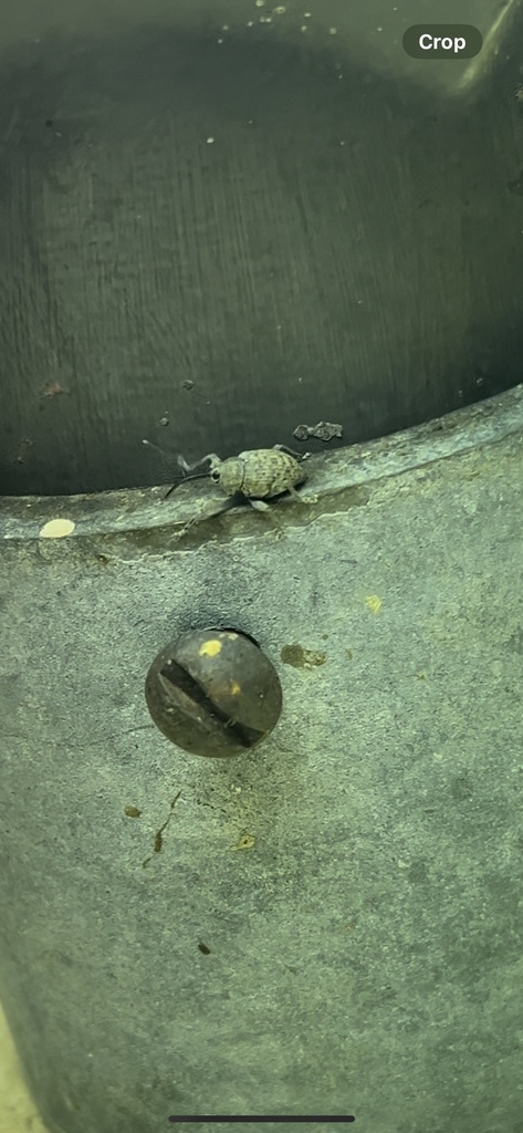 Nut and Acorn Weevils from The University of Texas at San Antonio, San ...