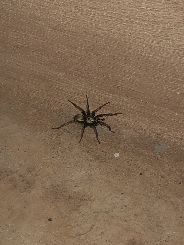 False Tarantula from Gallant Fox Rd, Monterey, CA, US on November 4 ...