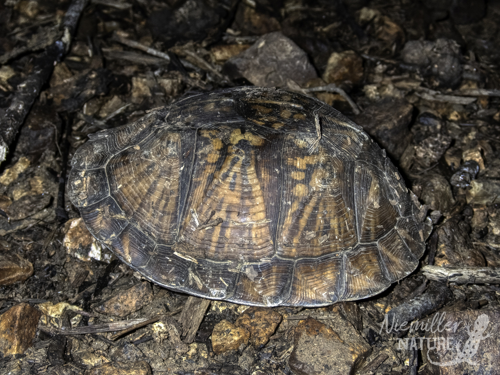 Common Box Turtle in October 2023 by Matthew L. Niemiller · iNaturalist