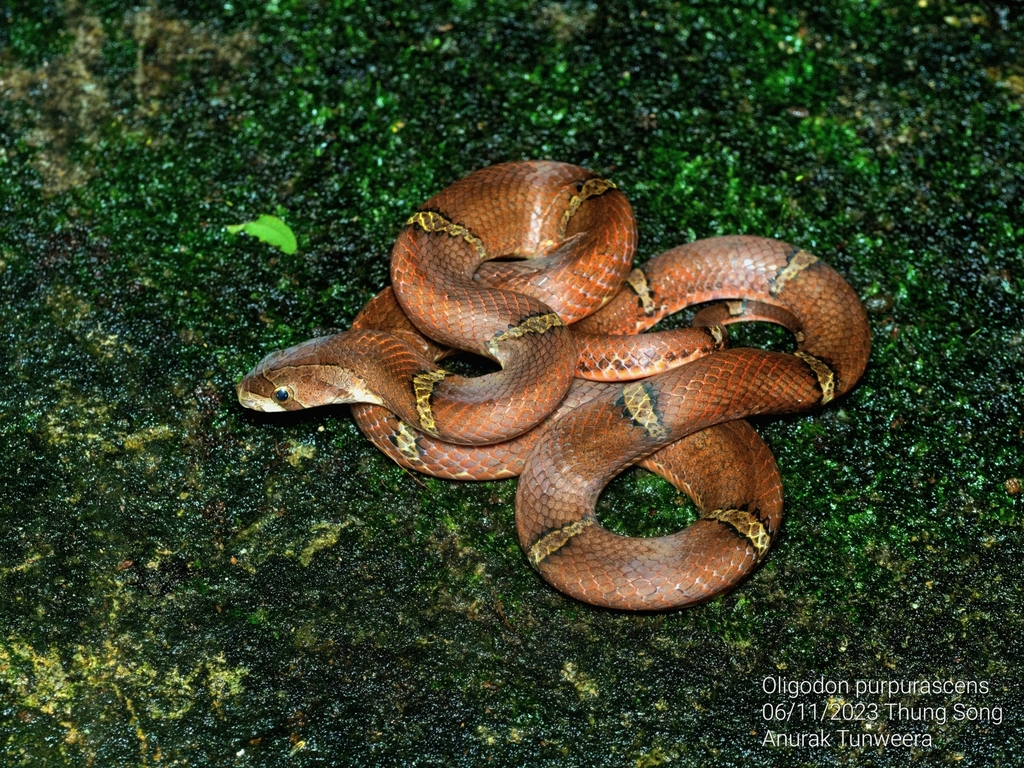 Brown Kukri Snake in November 2023 by tovb tunweera · iNaturalist