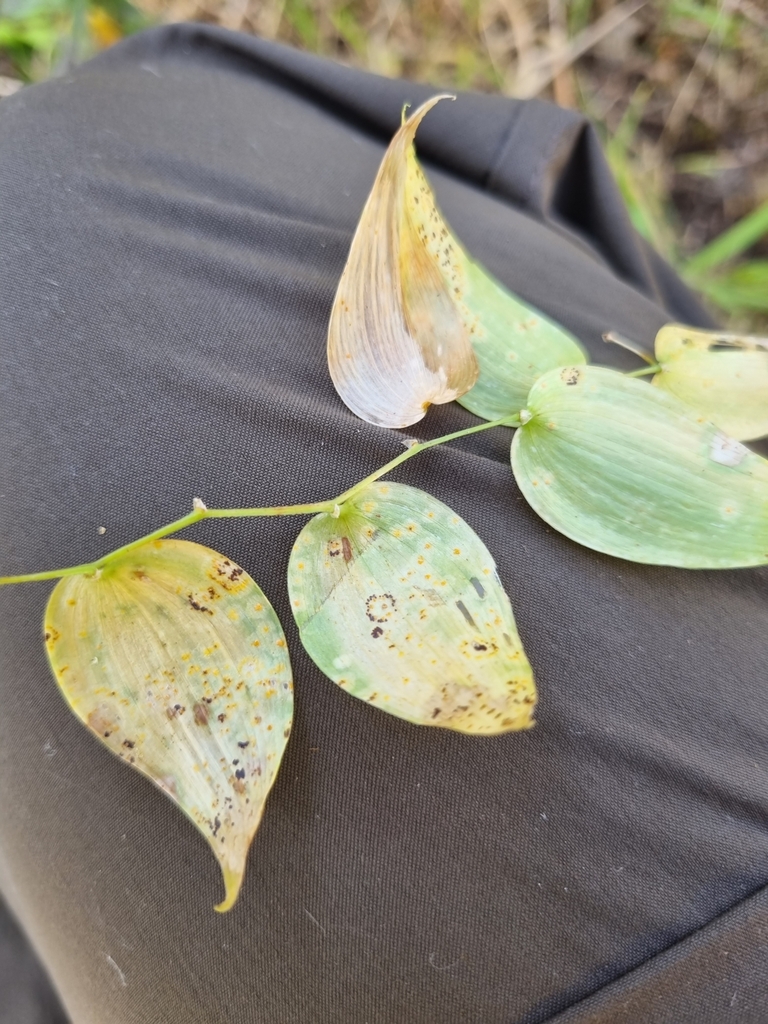 Bridal creeper rust from Narrows Beach, Victoria 3225, Australia on ...