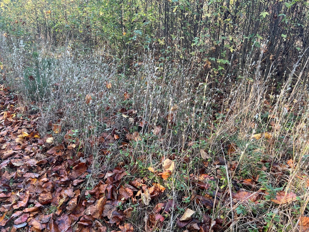 splitbeard bluestem from Hayes, VA, US on November 6, 2023 at 02:10 PM ...