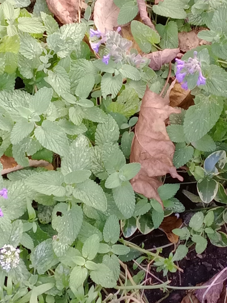 catmints from Minsk, BY-MI, BY on November 7, 2023 at 03:33 PM by Alex ...