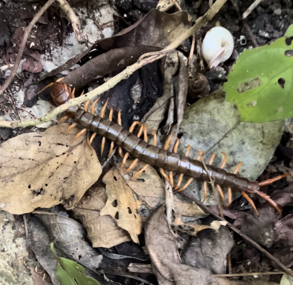 Scolopendra multidens from Vườn Quốc Gia Cát Bà, Haiphong, Hai Phong ...