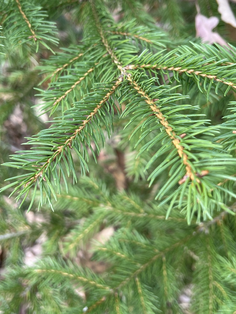 red spruce from Cornwall, NY, US on November 6, 2023 at 01:31 PM by ...