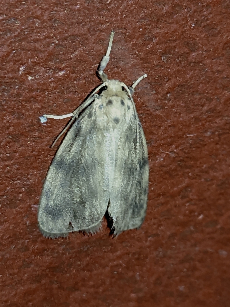 Lichen Moths from Narikelabar on November 7, 2023 at 07:23 PM by ...