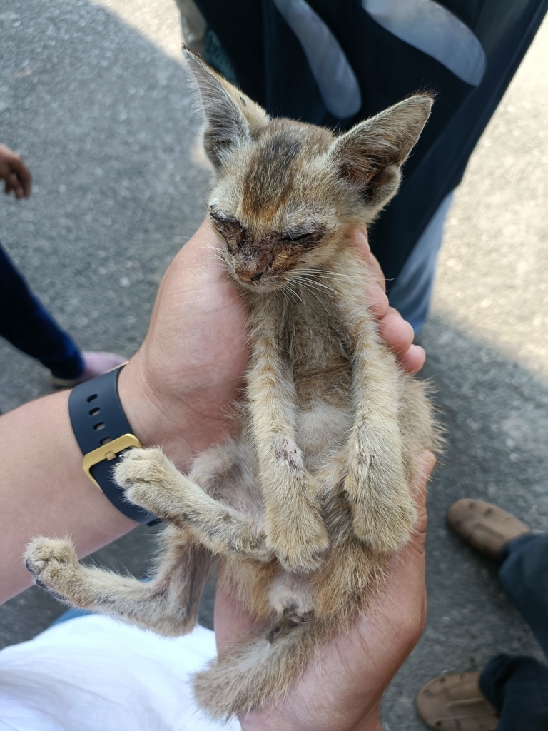 Domestic Cat from Assam ERoad, 4MV9+4Q9, behind Assam Science and ...