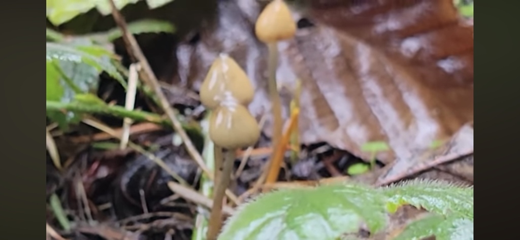 Psilocybe pelliculosa in November 2023 by Darryl Henson · iNaturalist