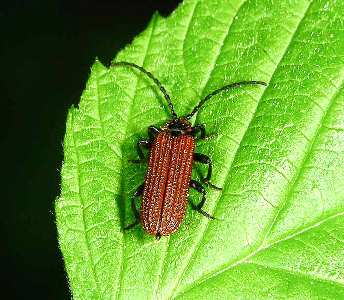 Cosnard's Net-Winged Beetle from springe on May 14, 2006 at 04:23 PM by ...