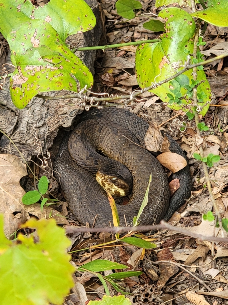 Northern Cottonmouth from Carthage, TX 75633, USA on October 21, 2023 ...