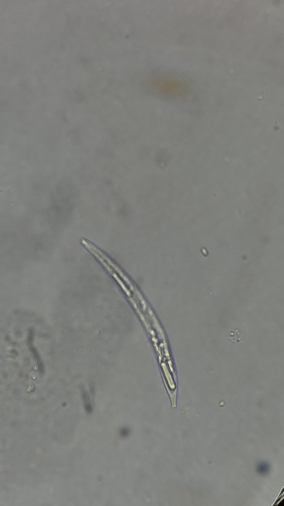 Menoidium from Dali University Ancient City Campus, Dali, Yunnan, CN on ...