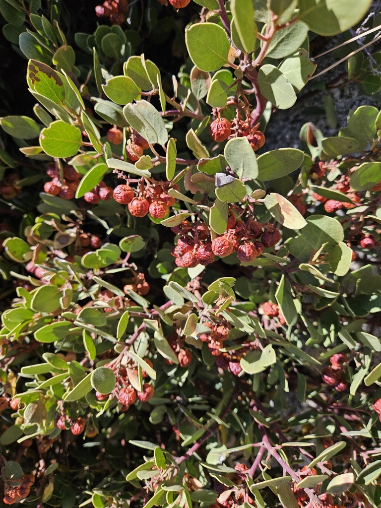 bearberries and manzanitas from Riverside County, CA, USA on October 29 ...