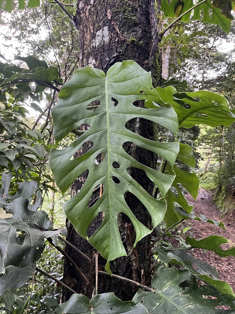 Monstera punctulata from Coto Brus, Puntarenas, CR on November 7, 2023 ...