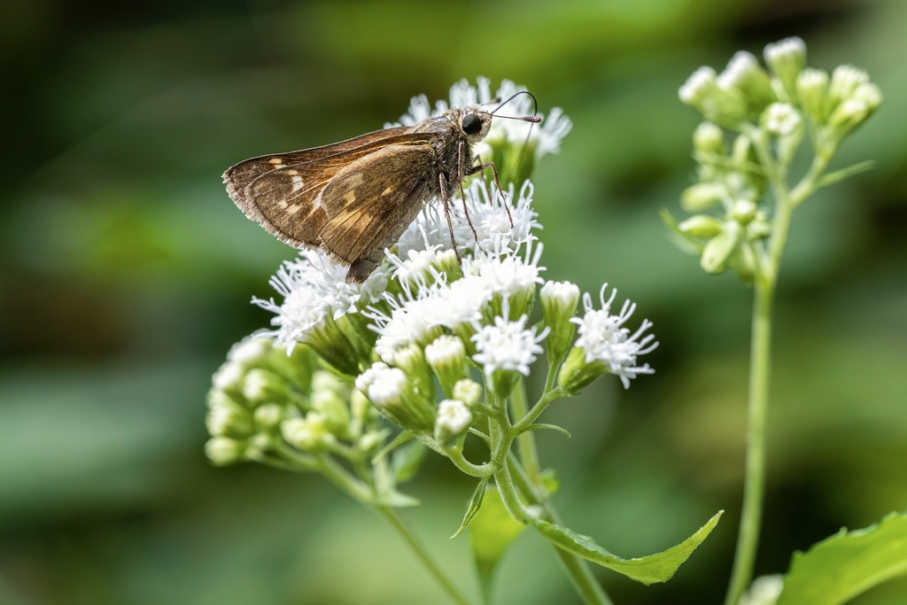 Huron Sachem from The Lake House, New York, NY, US on September 16 ...