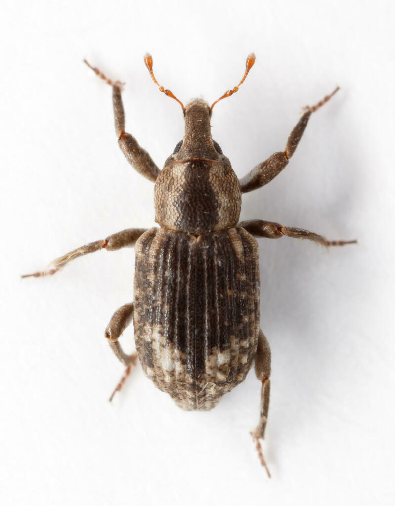 Rice Water Weevil in September 2023 by Chris Rorabaugh. BugGuide entry ...