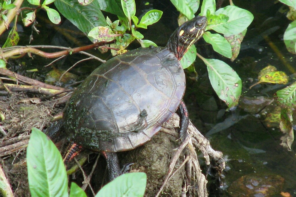 Painted Turtle from Owen Brown, Columbia, MD, USA on October 16, 2008 ...