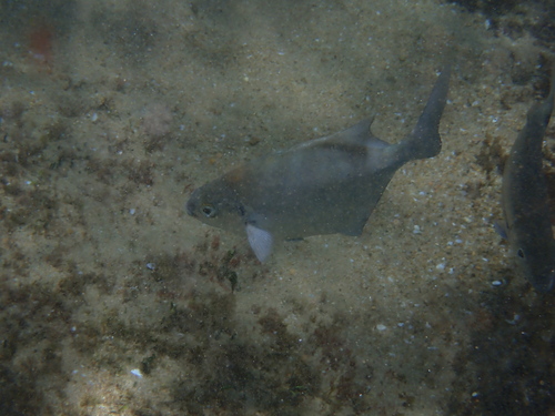 Stone Bream (Neoscorpis lithophilus) · iNaturalist United Kingdom