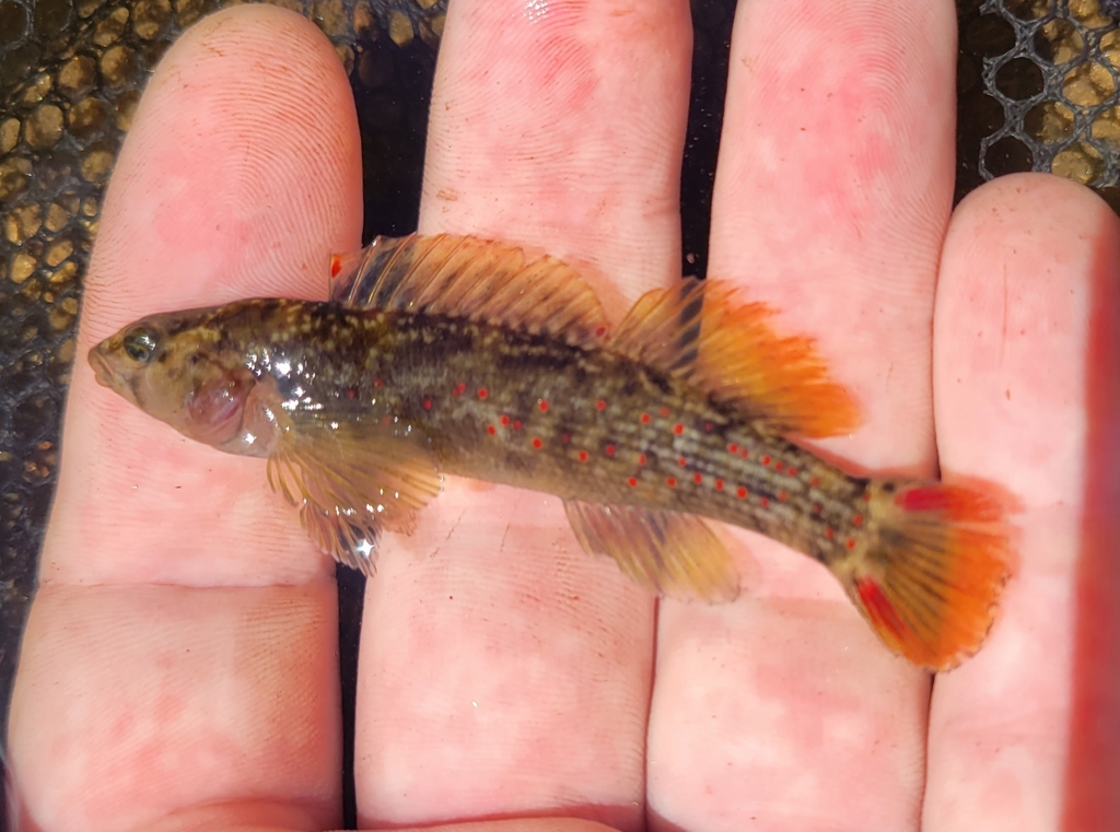 Wounded Darter in July 2023 by Boyer Bait Company · iNaturalist