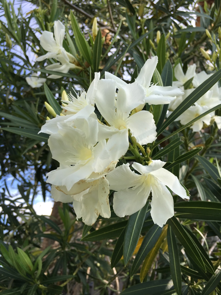 oleander from 5101 Blue Lagoon Dr, Miami, FL, US on March 24, 2019 at ...