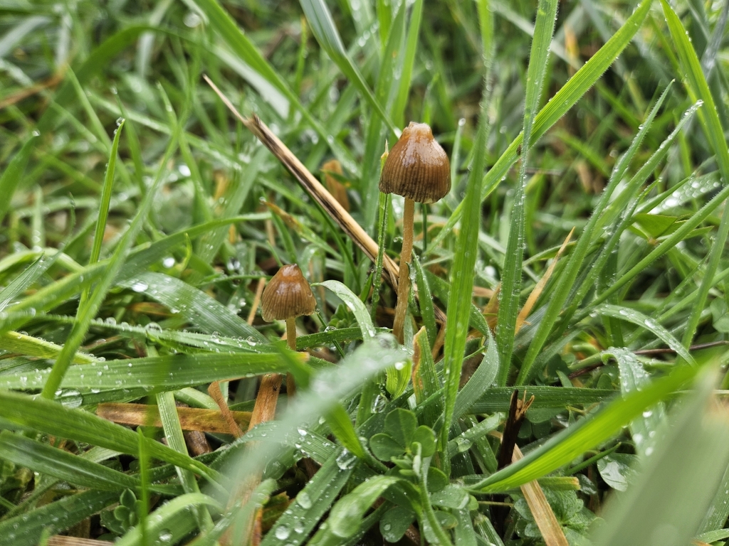 Liberty Cap from Port Orford, OR 97465, USA on November 7, 2023 at 10: ...
