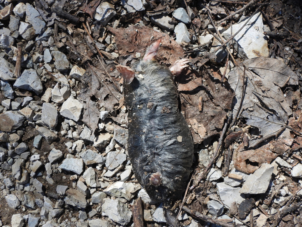 Hairy-tailed Mole from 2540 Bass Lake Side Rd E, Orillia, ON L3V 6H2 ...