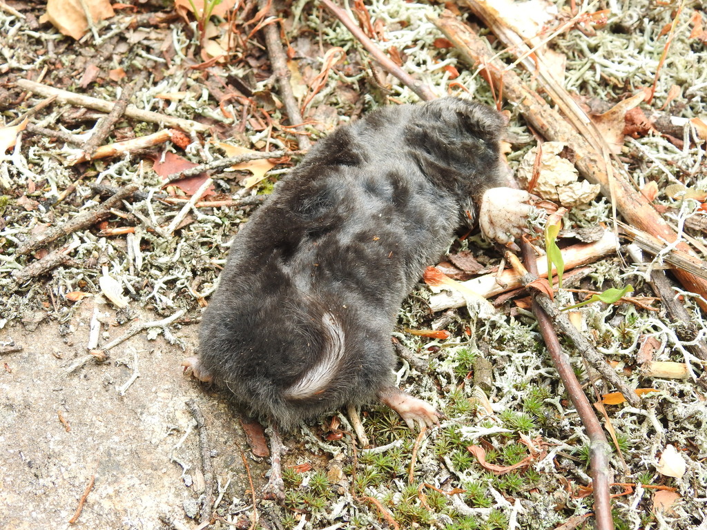 Hairy-tailed Mole from Kawartha Lakes, Ontario, Canada on July 2, 2022 ...